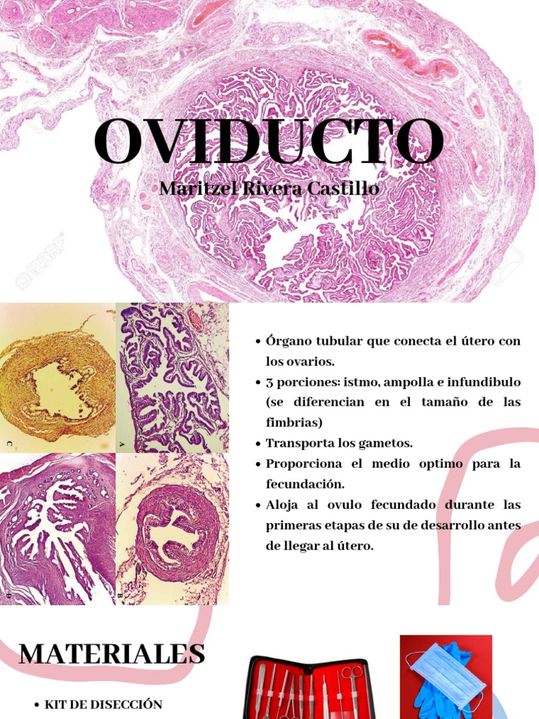 OVIDUCTO | PDF | Biología | Anatomia sexual
