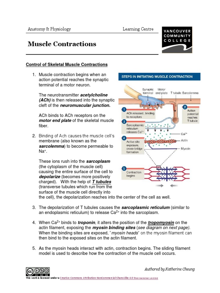 Control of Skeletal Muscle Contractions | PDF | Muscle Contraction ...