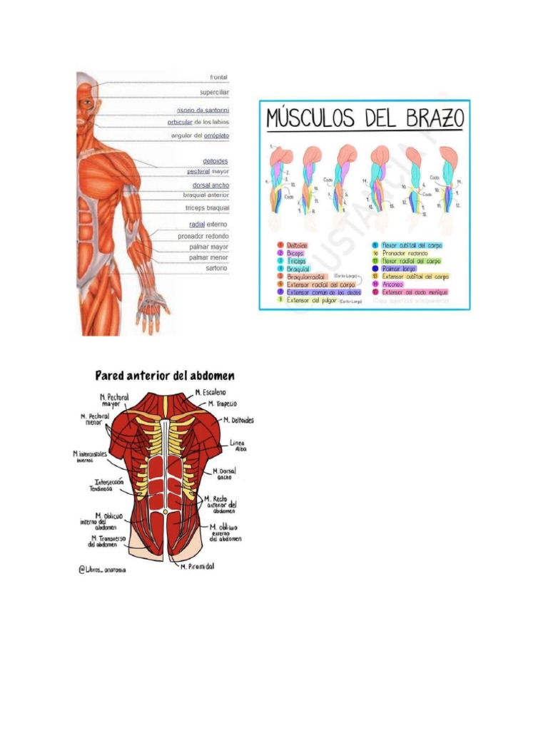 Musculos Del Pecho | PDF