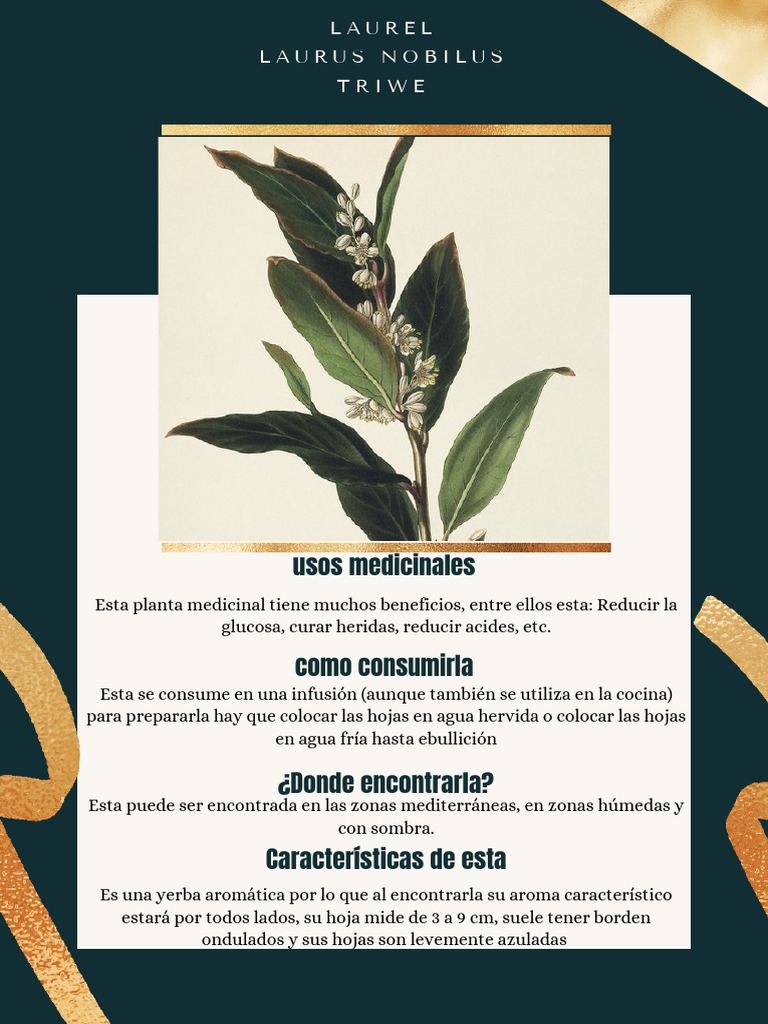 Beneficios y usos del laurel medicinal | PDF | Hogar, jardinería y ...