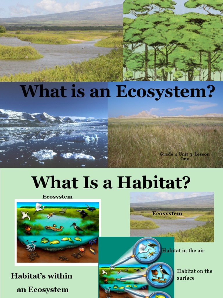 Understanding Ecosystems and Habitats | PDF