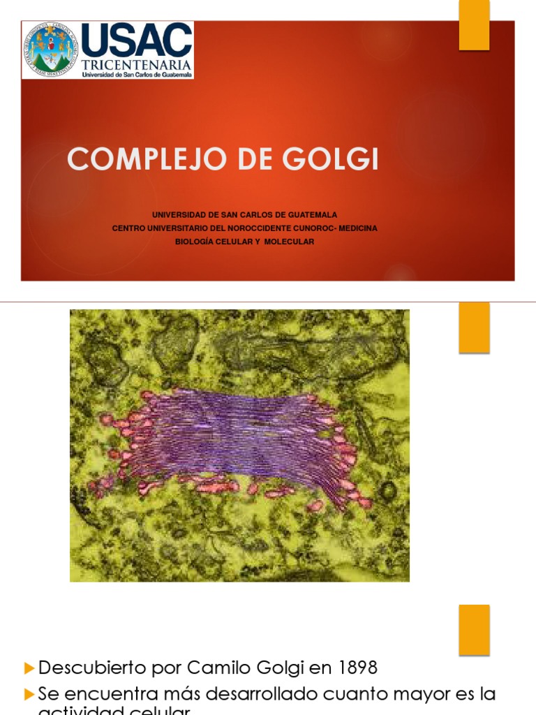 Complejo de Golgi Usac | PDF | Membrana celular | Proteínas
