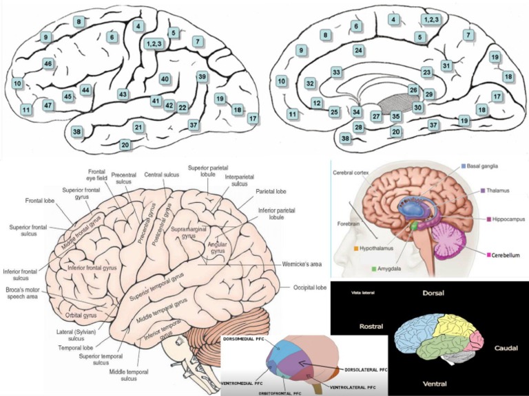 Regije Mozga 5252 | PDF