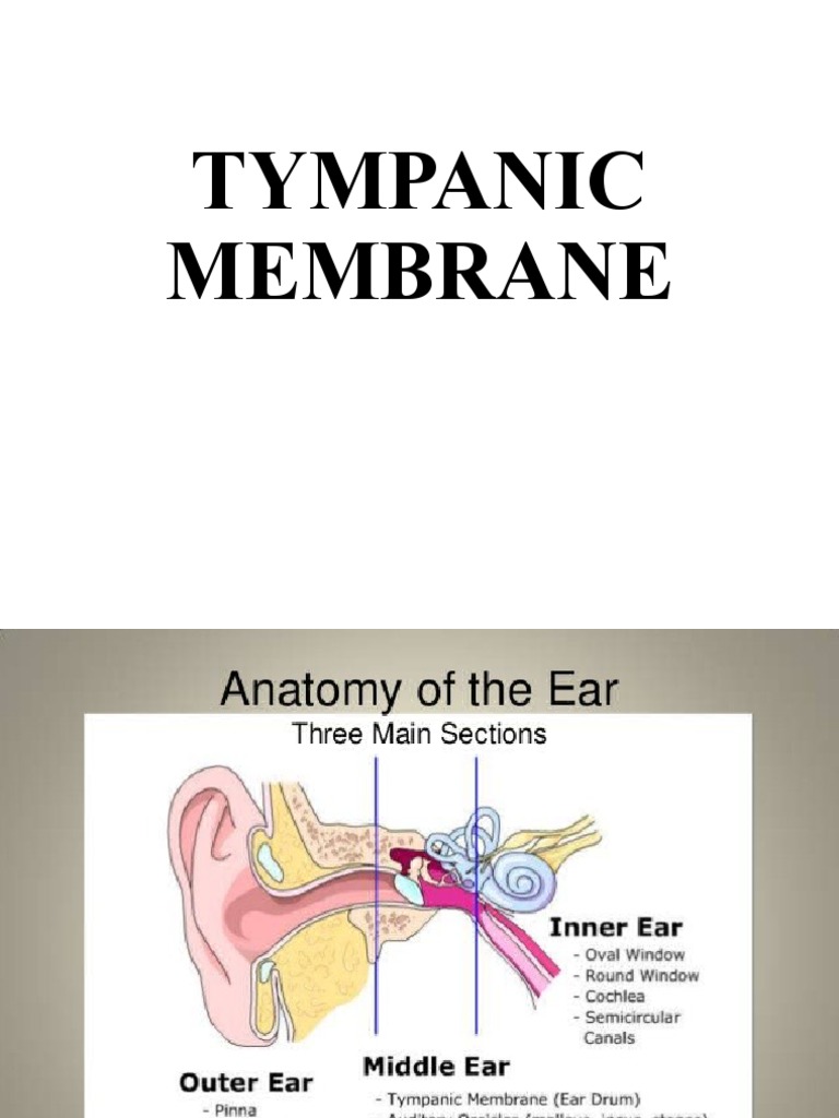 Tympanic Membrane 1 | PDF