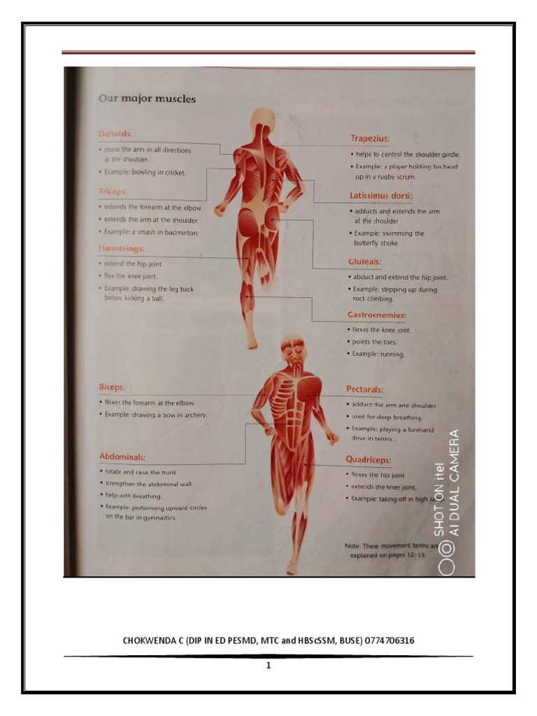 Muscular System Study Guide | PDF | Respiratory Tract | Artery