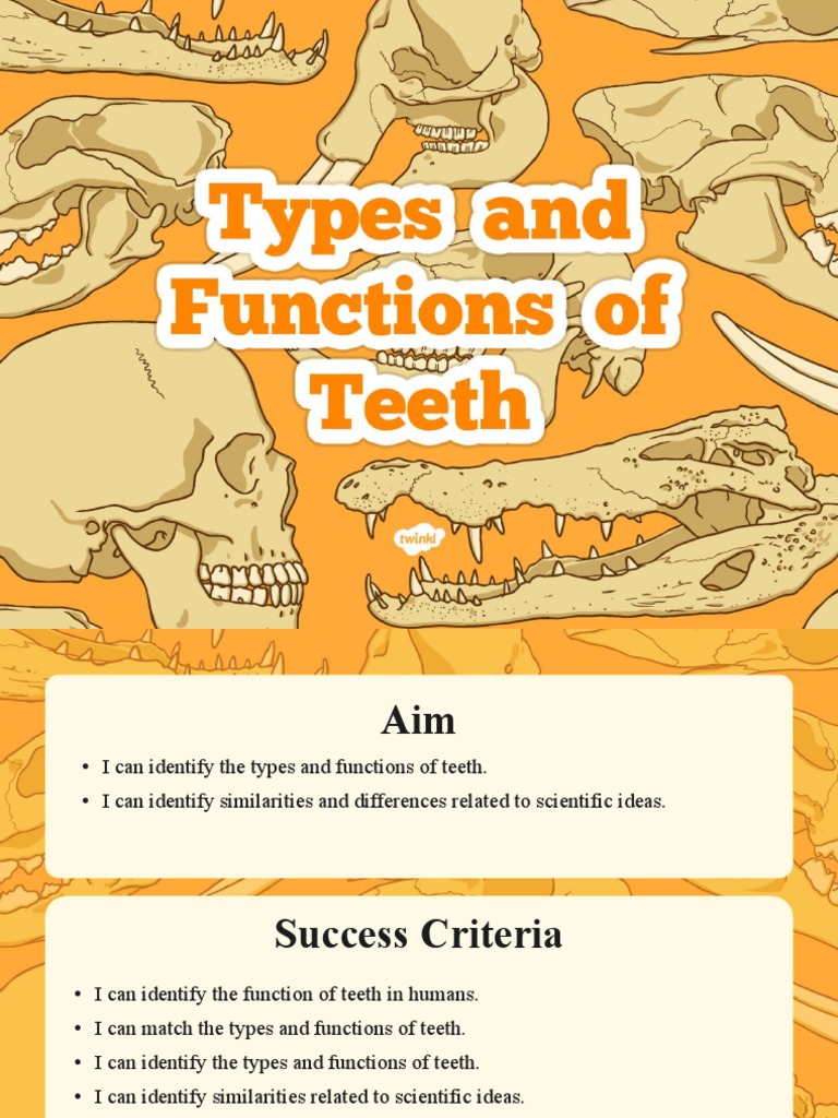 Lesson Presentation Types and Functions of Teeth | PDF | Tooth ...