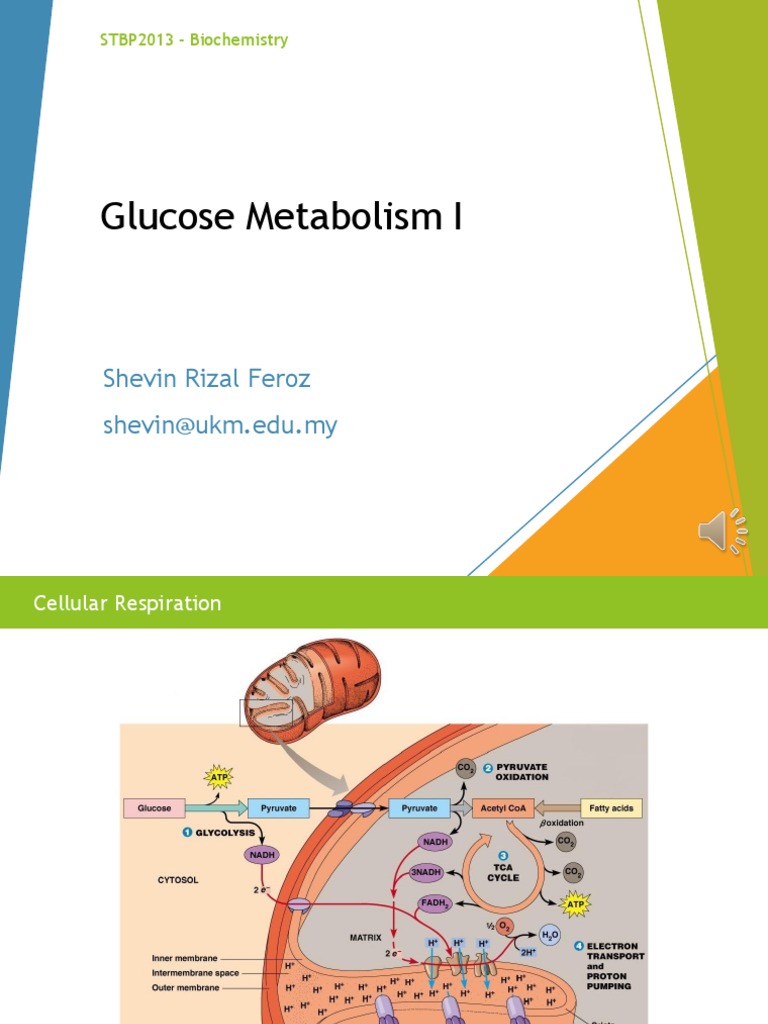 Glucose Metabolism I: Shevin Rizal Feroz Shevin@ukm - Edu.my | PDF ...