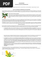 Actividades sobre fotosíntesis y respiración | PDF