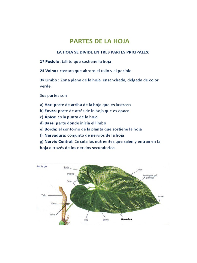 Partes de La Hoja | PDF