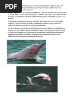El Delfín Del Amazonas (Lectura) | PDF | Organismos