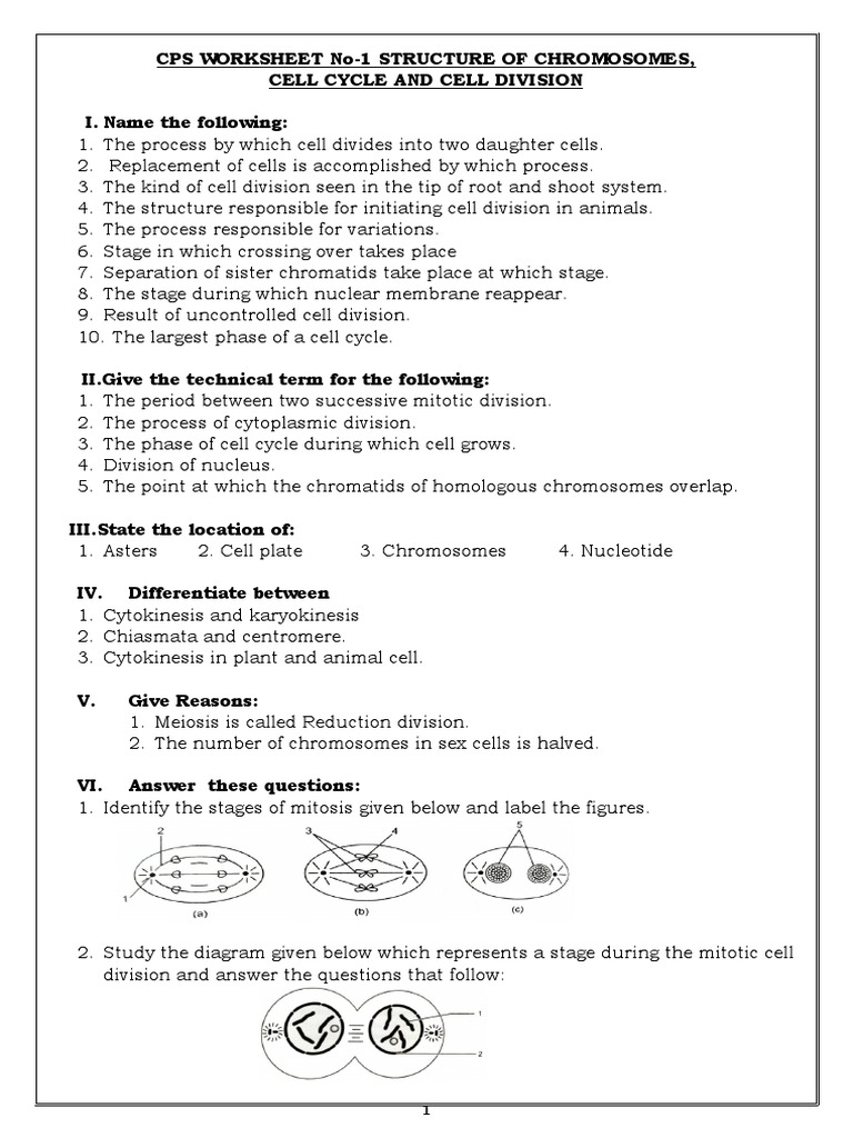 Structure of Chromosomes Worksheet X | PDF | Mitosis | Meiosis