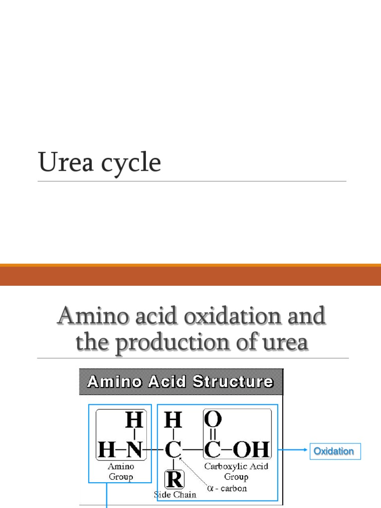 Urea Cycle | PDF | Alanine | Transaminase