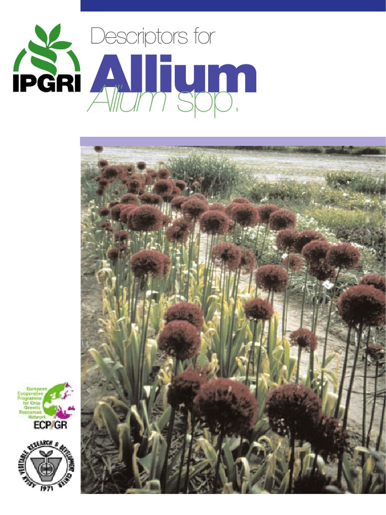 728 Descriptors For Allium Allium Spp. - Cache 1415188979 | PDF | Onion ...
