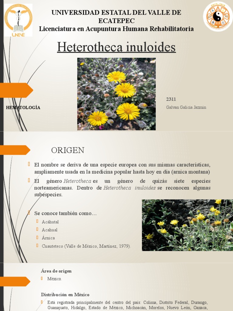 Heterotheca inuloides: Usos y características | PDF | Plantas | Botánica