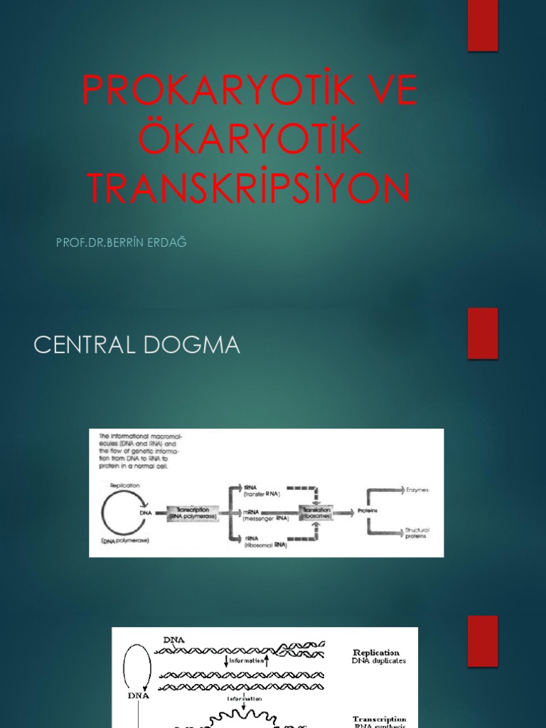8 Transkripsiyon | PDF