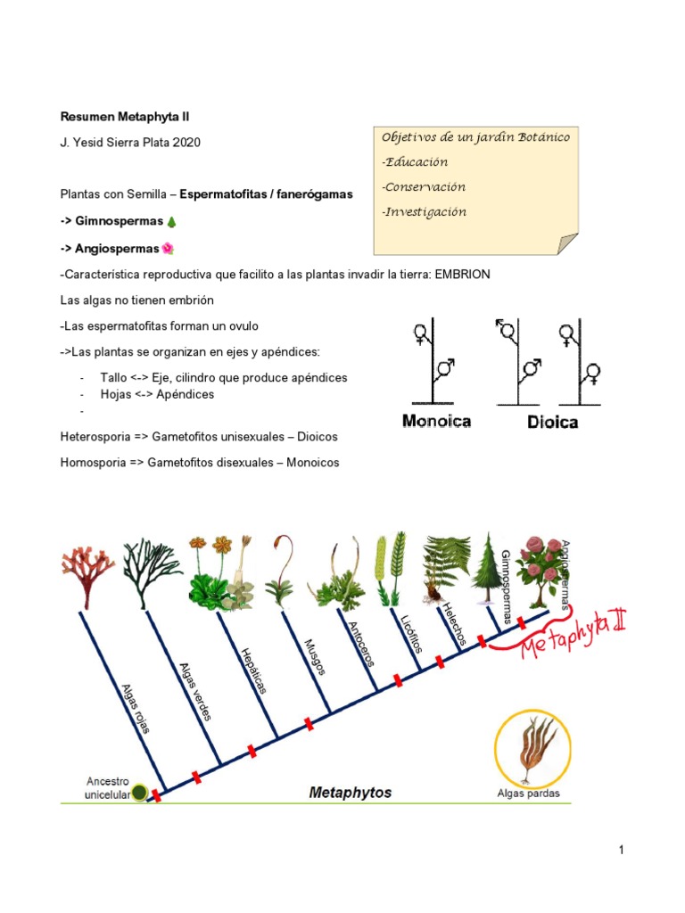 Metaphyta II (RESUMEN-Gimnospermas) | PDF | Plantas | Botánica