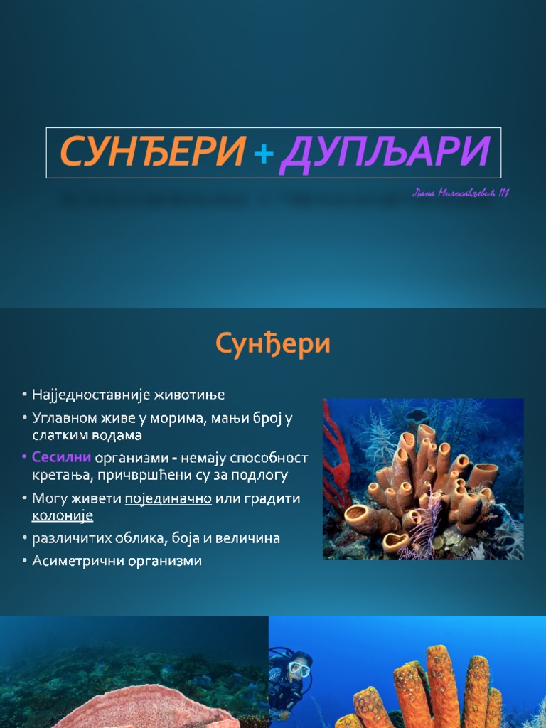 Sundjeri I Dupljari Prezentacija | PDF