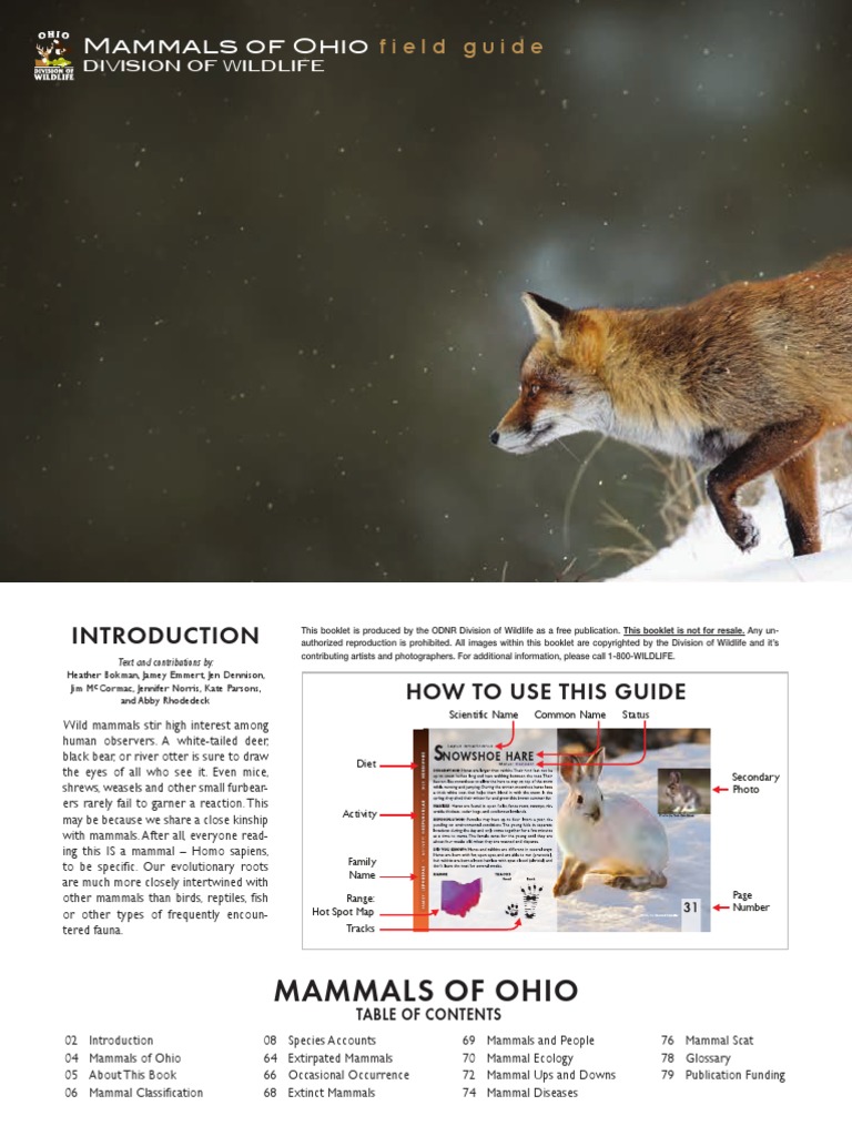 Mammals of Ohio Guide | PDF | Mammals | Marsupials