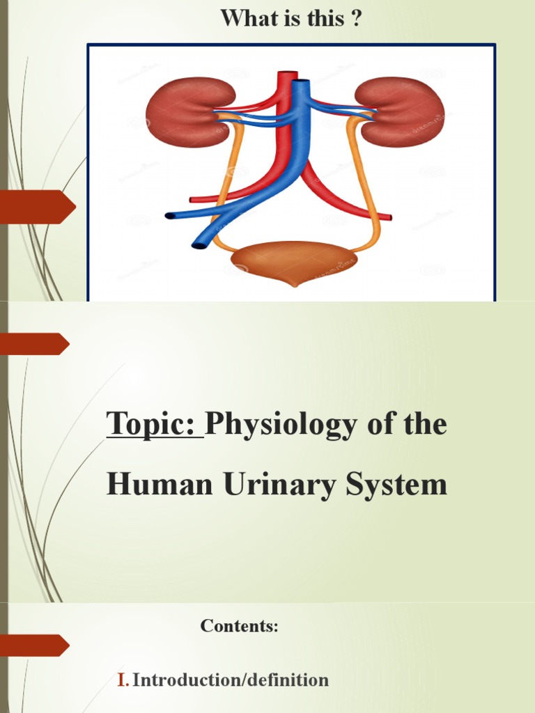 Human Urinary System NG | PDF | Urinary System | Urinary Bladder