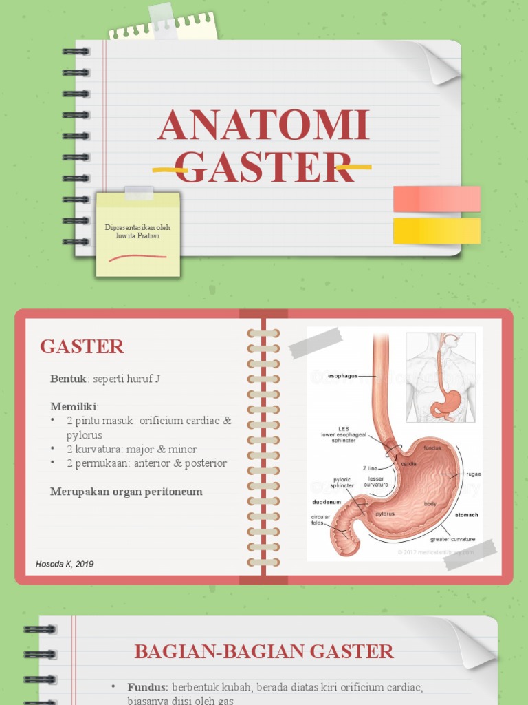Anatomi Gaster | PDF