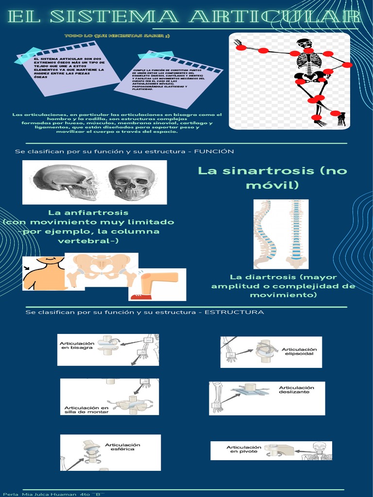 Infografía - El Sistema Articular | PDF