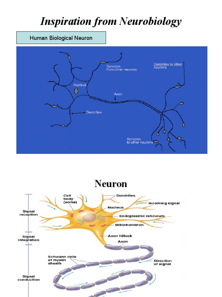 Inspiration From Neurobiology: Human Biological Neuron | PDF ...