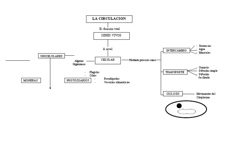 Circulación - Mapa Conceptual | PDF
