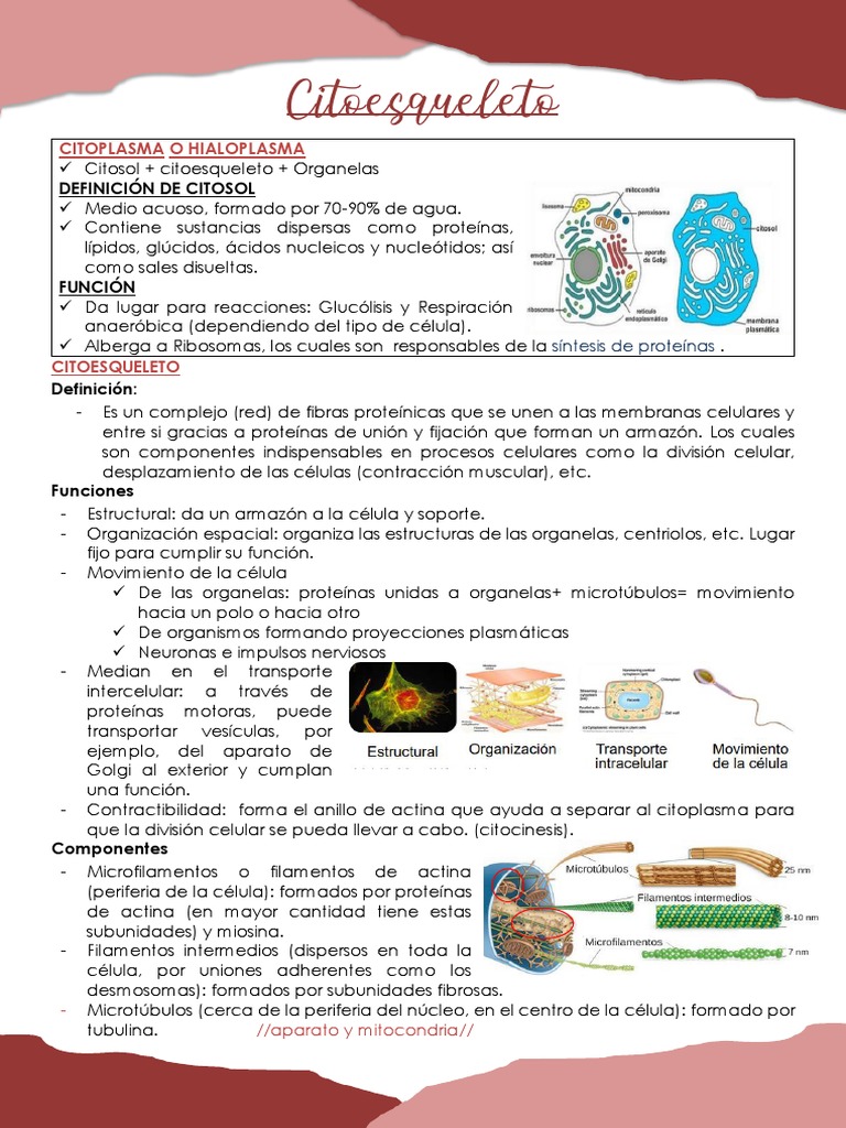 S6 - Citoesqueleto | PDF | Actina | Microtúbulos