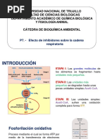 Sesión 02 - Práctica - Inhibidores de Cadena Respiratoria | PDF | Cadena de transporte de ...