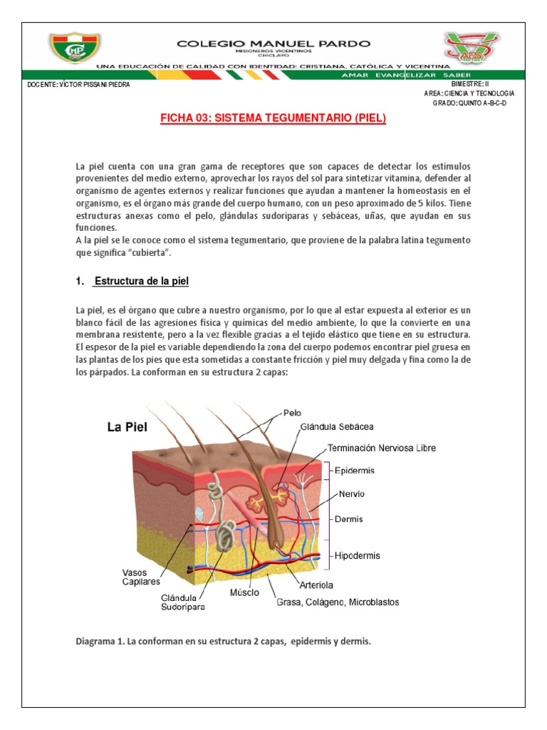 FICHA 03 Sistema Tegumentario | PDF | Piel | Epidermis