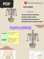 Anatomía del Plexo Lumbar: Funciones y Ramos | PDF | Neuroanatomía ...