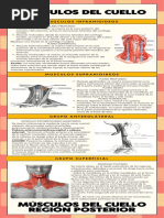 Músculos de La Nuca | PDF | Sistema musculoesquelético | Anatomía humana