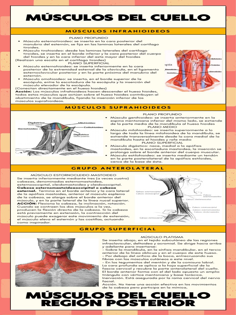 Anatomía Músculos Del Cuello | PDF | Vértebra | Tejido suave