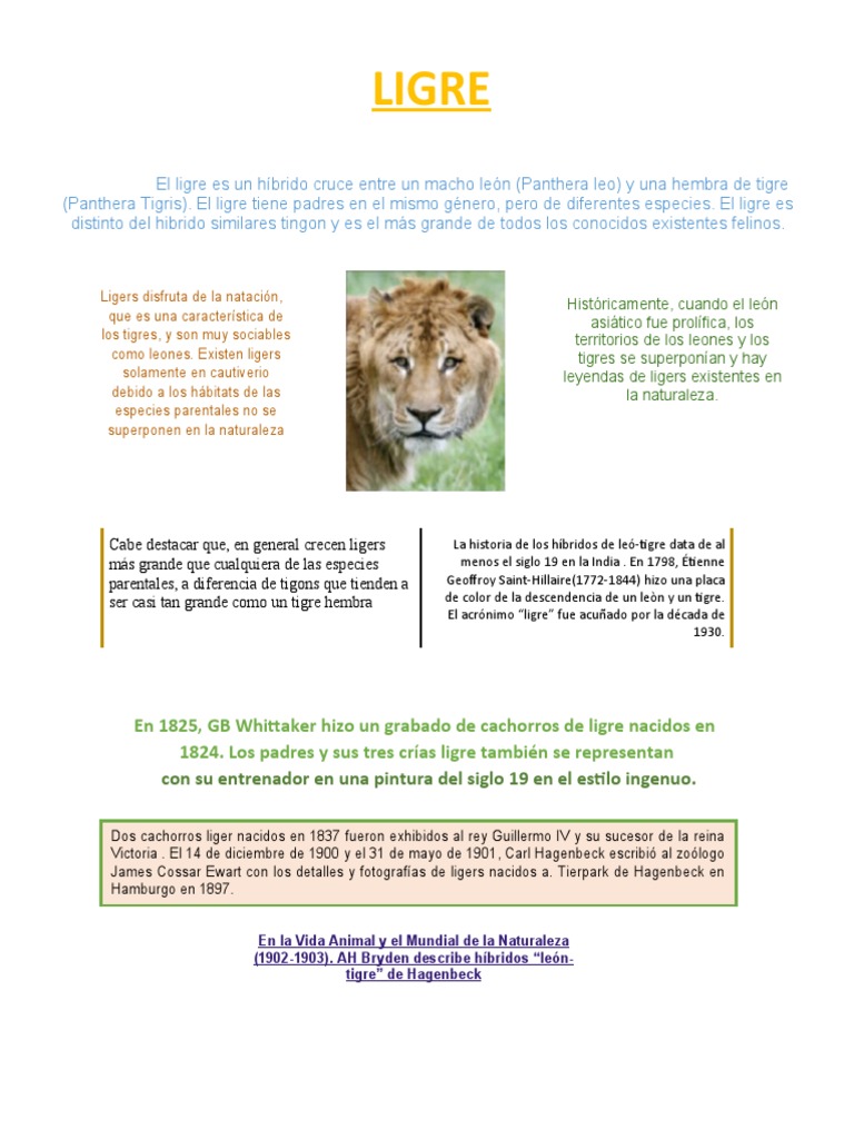 El Ligre Es Un Híbrido Cruce Entre Un Macho León | PDF | León | Tigre
