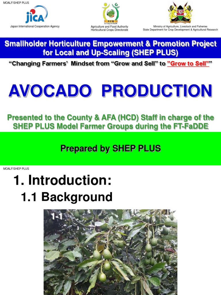 Avocado Production: Prepared by SHEP PLUS | PDF | Pruning | Compost