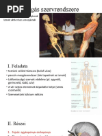 Az Emberi Test Felépítése Anatómia Ápolás | PDF