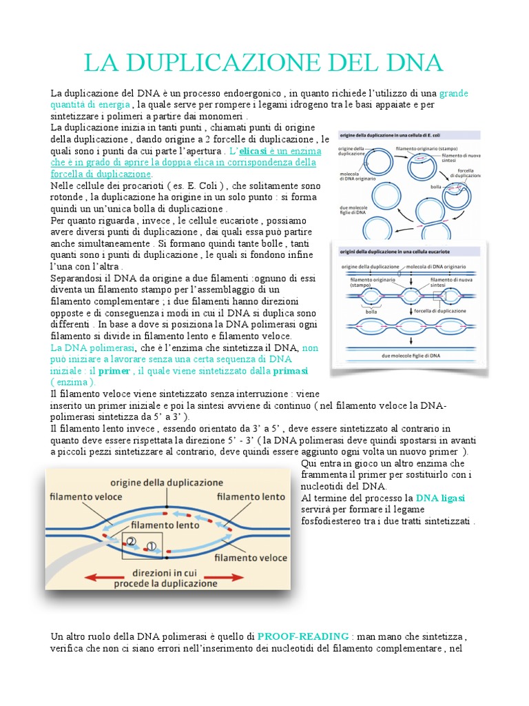 Duplicazione Del DNA | PDF