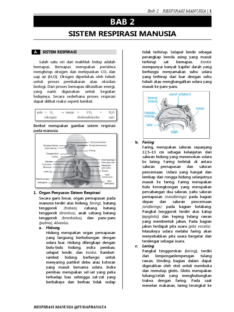 Sistem Respirasi | PDF
