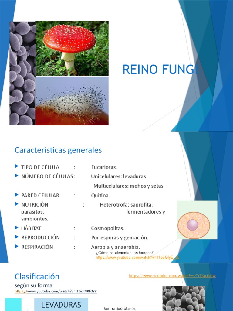 Reino Fungi | PDF | Hongo | Organismos
