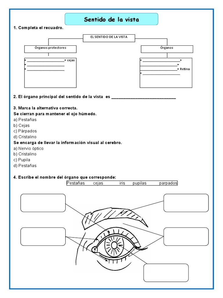Fichas Cyt - Sentidos | PDF | Percepción visual | Sistema nervioso