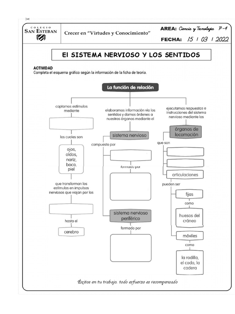 El Sistema Nervioso y Los Sentidos - Práctica | PDF