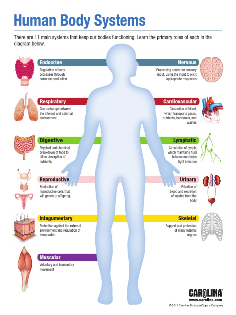 Human Body System Infographic | PDF | Human Body | Lymphatic System