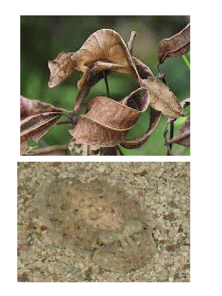 mecanismo de defensa animales | PDF