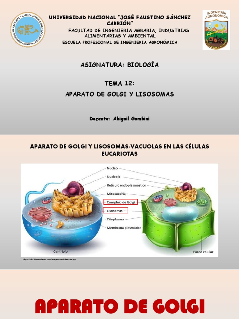 TEMA 12. APARATO DE GOLGI Y LISOSOMAS | PDF | Lisosoma | Digestión