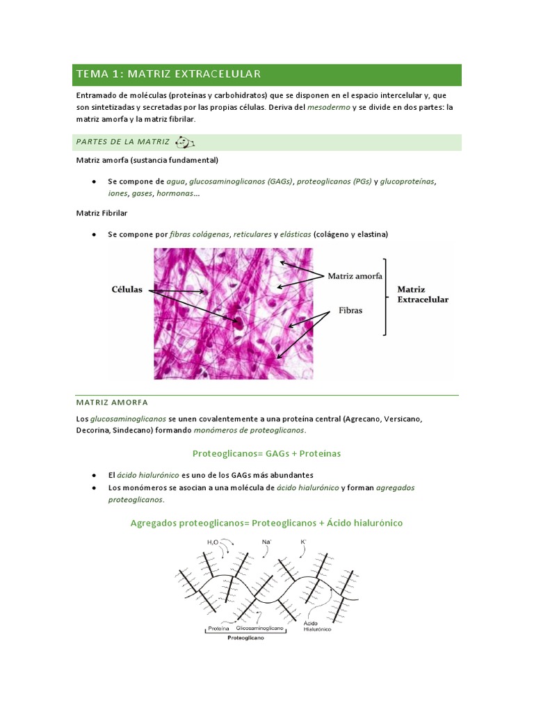 T1 Matriz Extracelular Pdf Colágeno Biofísica Molecular