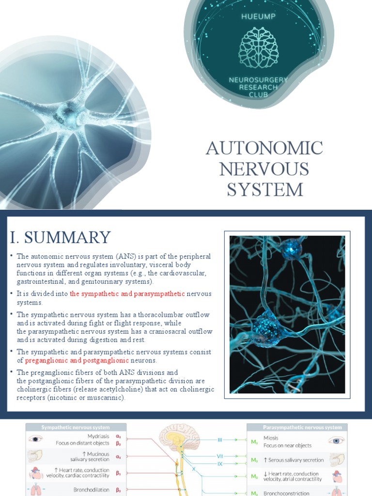 Autonomic Nervous System | PDF | Autonomic Nervous System | Anatomy