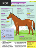 Théorie du Galop 5 : Apprentissage et Techniques | PDF | Allure ...