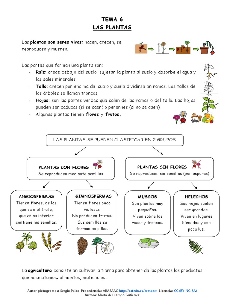 Unidad Didactica-Las Plantas | PDF | Plantas | Tallo de la planta