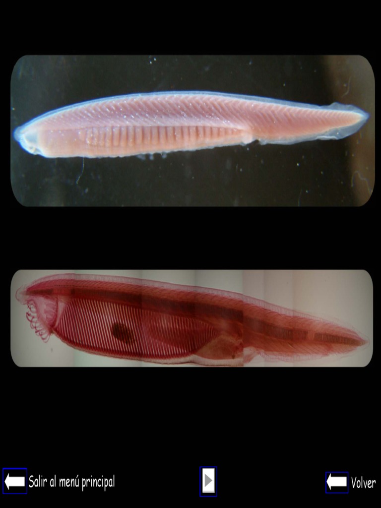 Ejemplos Cordados Cephalochordata, Anfioxos | PDF