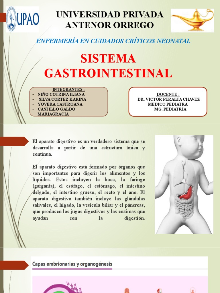 Sitema Gastrointestinal Neonatal | PDF | Sistema digestivo humano ...